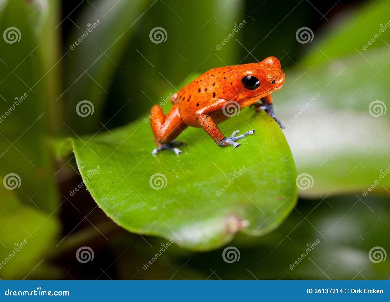 De Rode Kikker Van Het Vergiftpijltje Stock Foto - Image of amerika ...