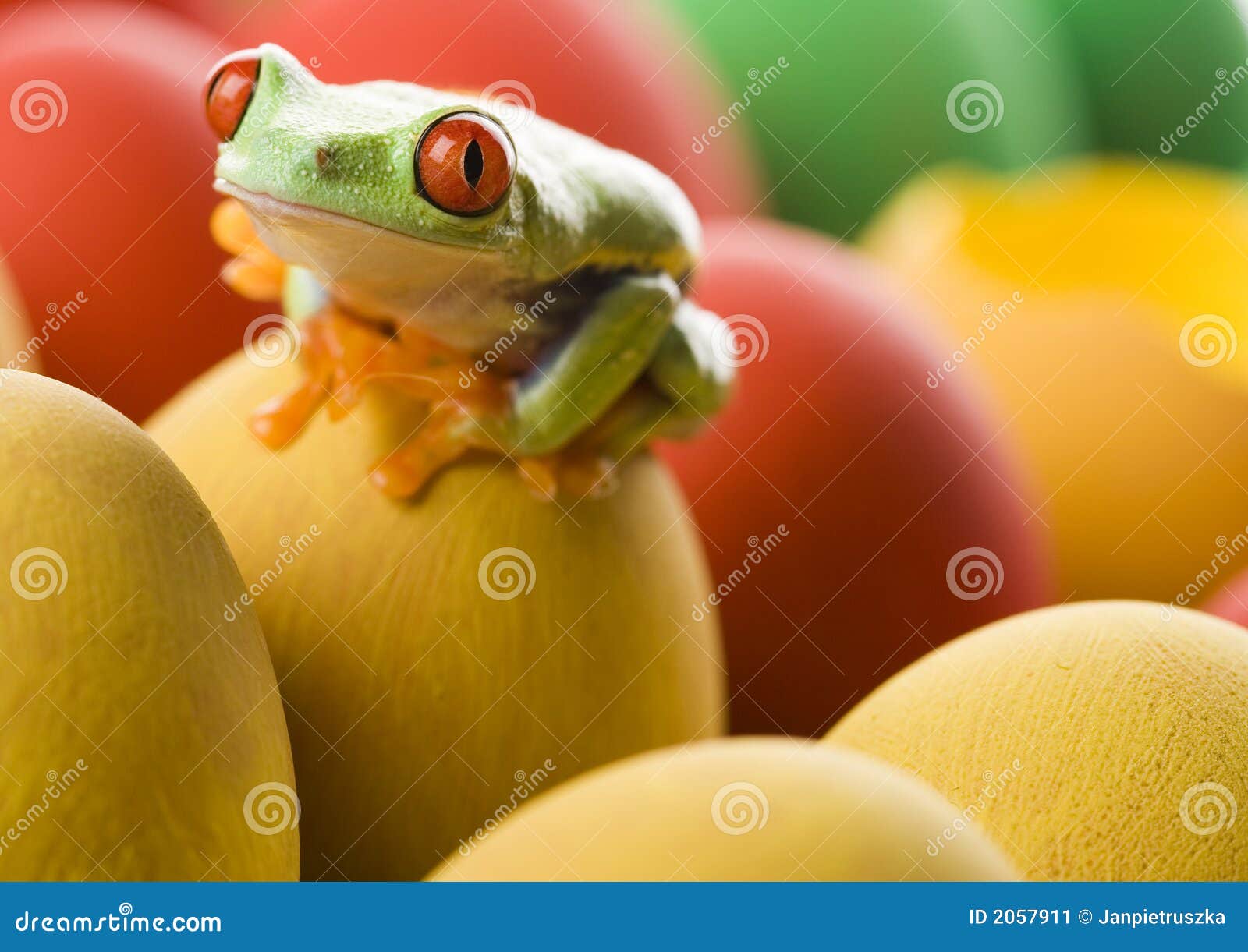 De rode kikker van Pasen stock afbeelding. Image of amerika - 2057911