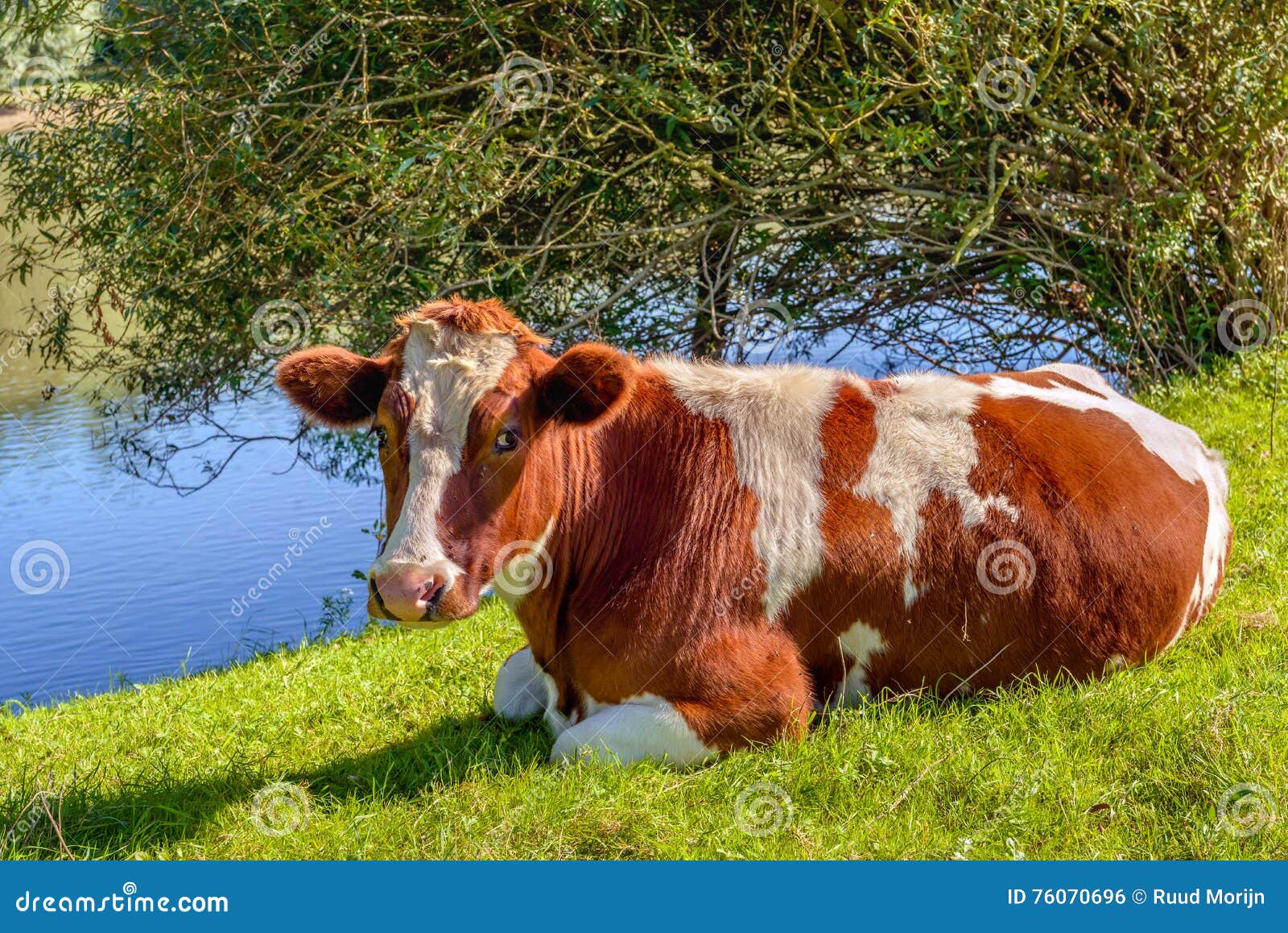 De Rode Koe Van Holstein Herkauwt in Het Gras Stock Foto - Image of ...