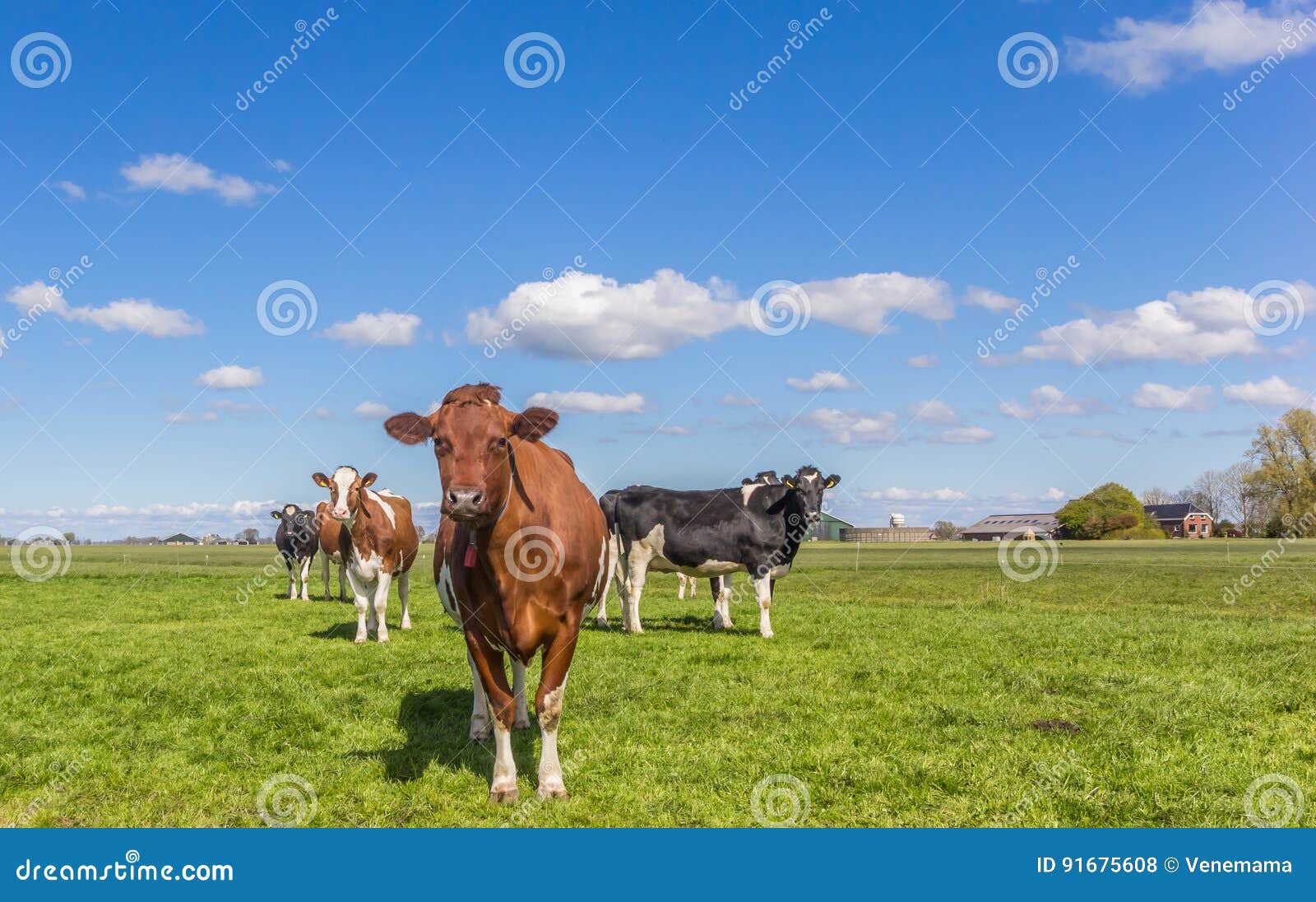 De Rode Koe Van Holstein in Het Nederlandse Landschap Stock Foto ...