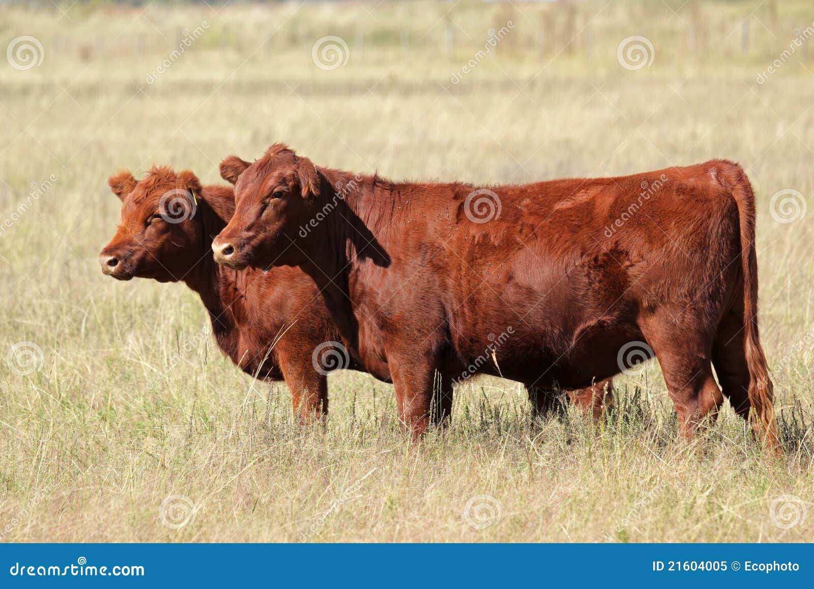 De rode koeien van Angus stock afbeelding. Image of landbouw - 21604005