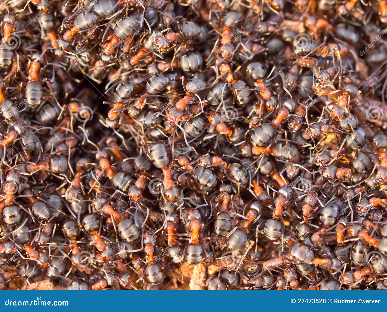 De Rode Kolonie Van De Mier Stock Foto - Image of buik, sociaal: 27473528