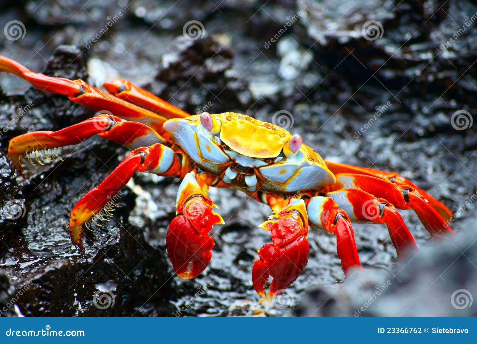 De Rode Krab Van De Rots in De Galapagos Stock Foto - Image of greep ...