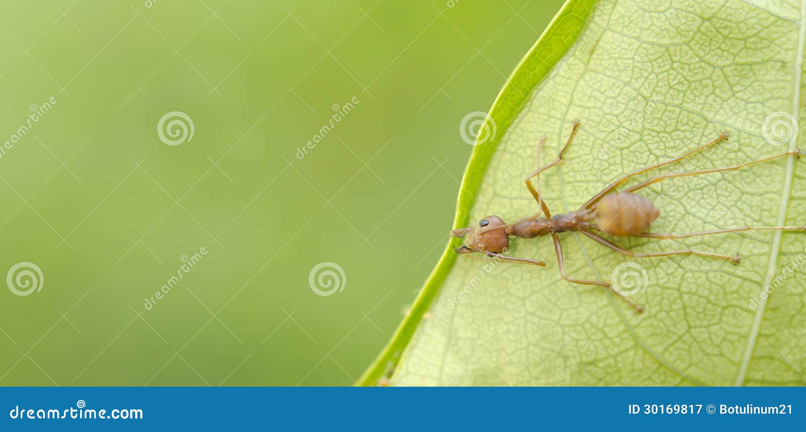 Rode mier stock afbeelding. Image of dier, nave, wild - 30169817