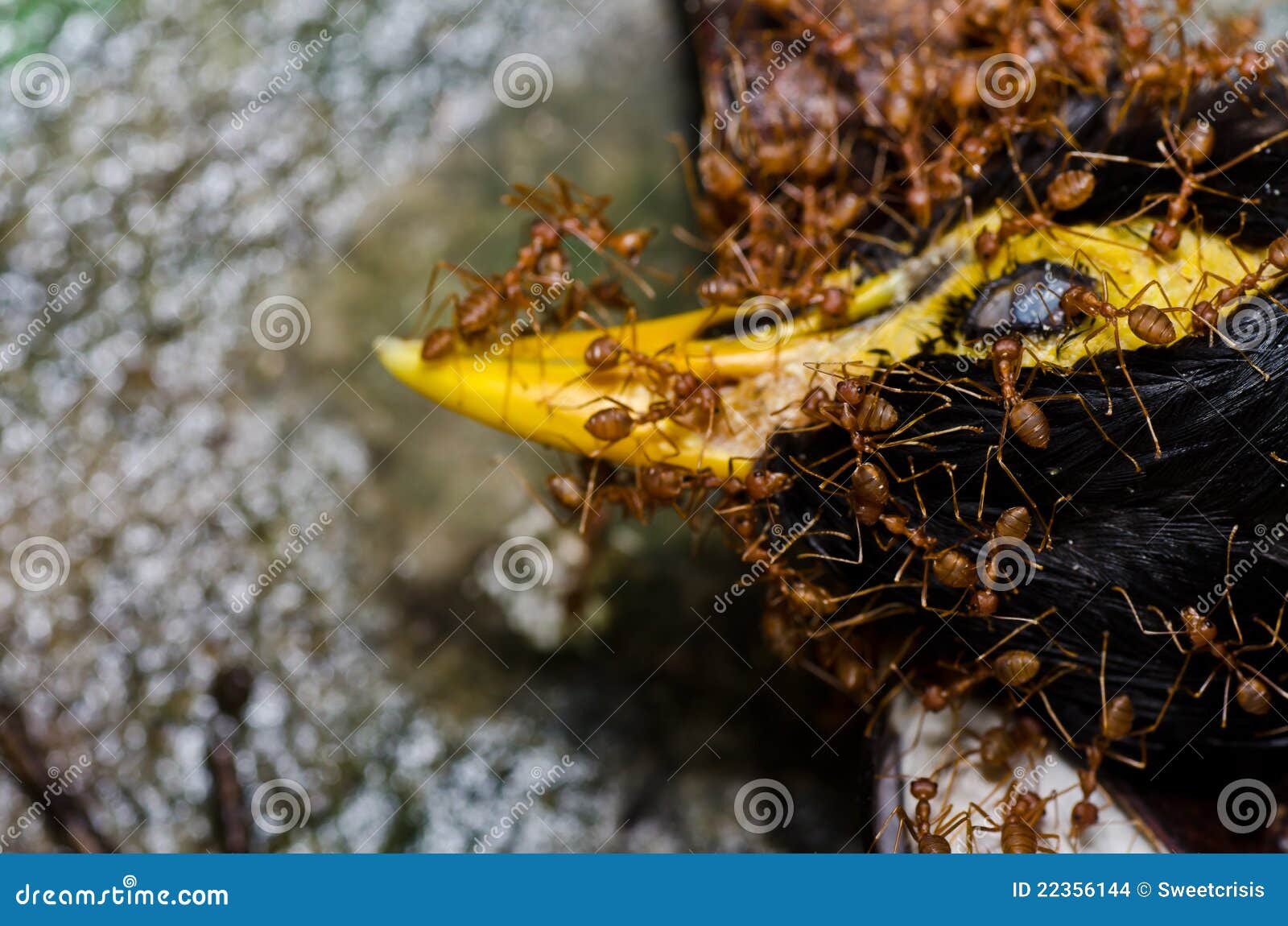 De Rode Mier Eet Vogel in Groene Aard Stock Foto - Image of wild ...