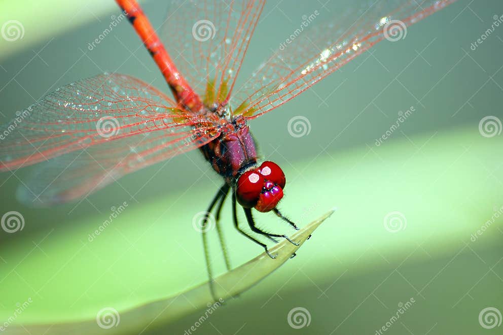 De rode ogen van de libel stock foto. Image of vleugels - 3401648