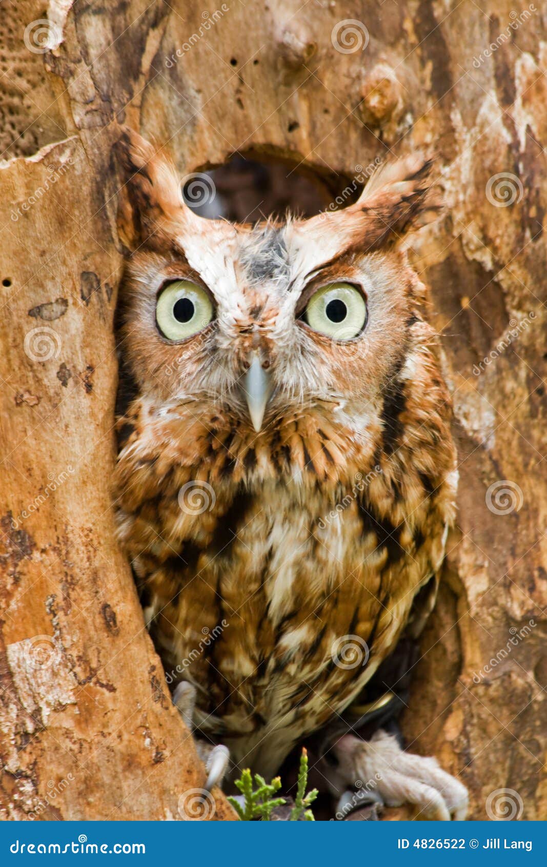 De Rode Oostelijke Uil Van De Doordringende Kreet Stock Foto - Image of ...