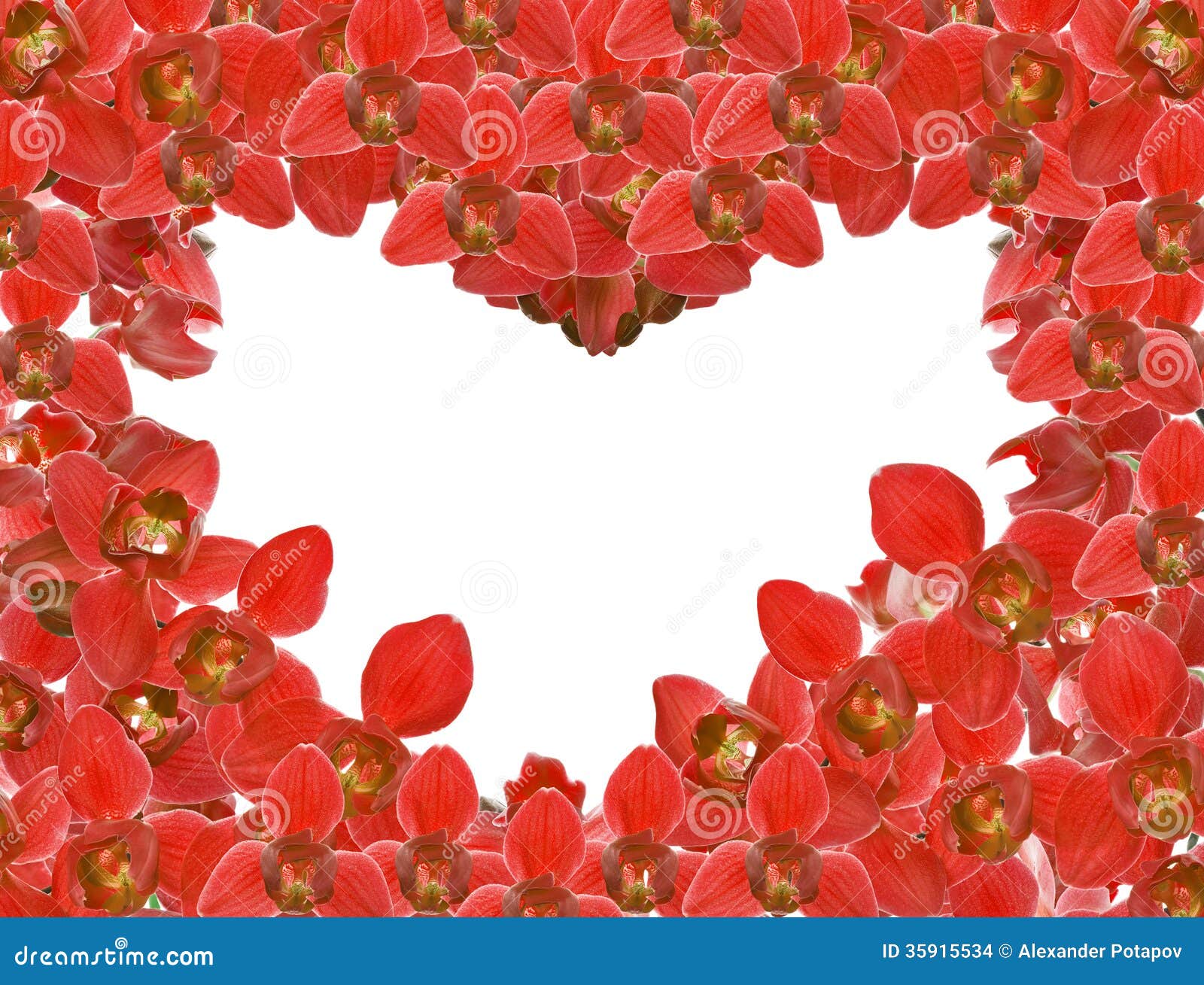 De Rode Orchidee Bloeit Het Kader Van De Hartvorm Op Wit Stock Foto ...