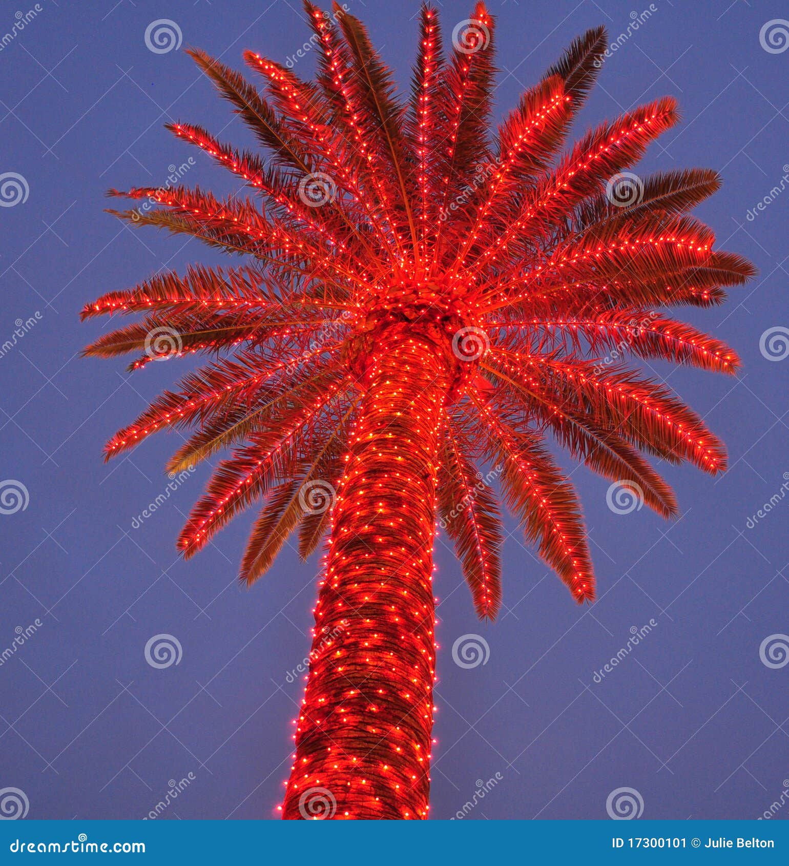De rode Palm van Kerstmis stock afbeelding. Image of nacht - 17300101