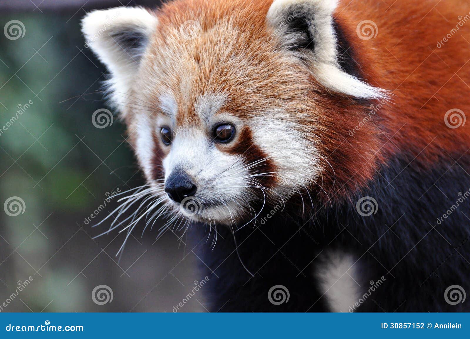 De Rode Panda stock foto. Image of herbivoren, oost, leuk - 30857152