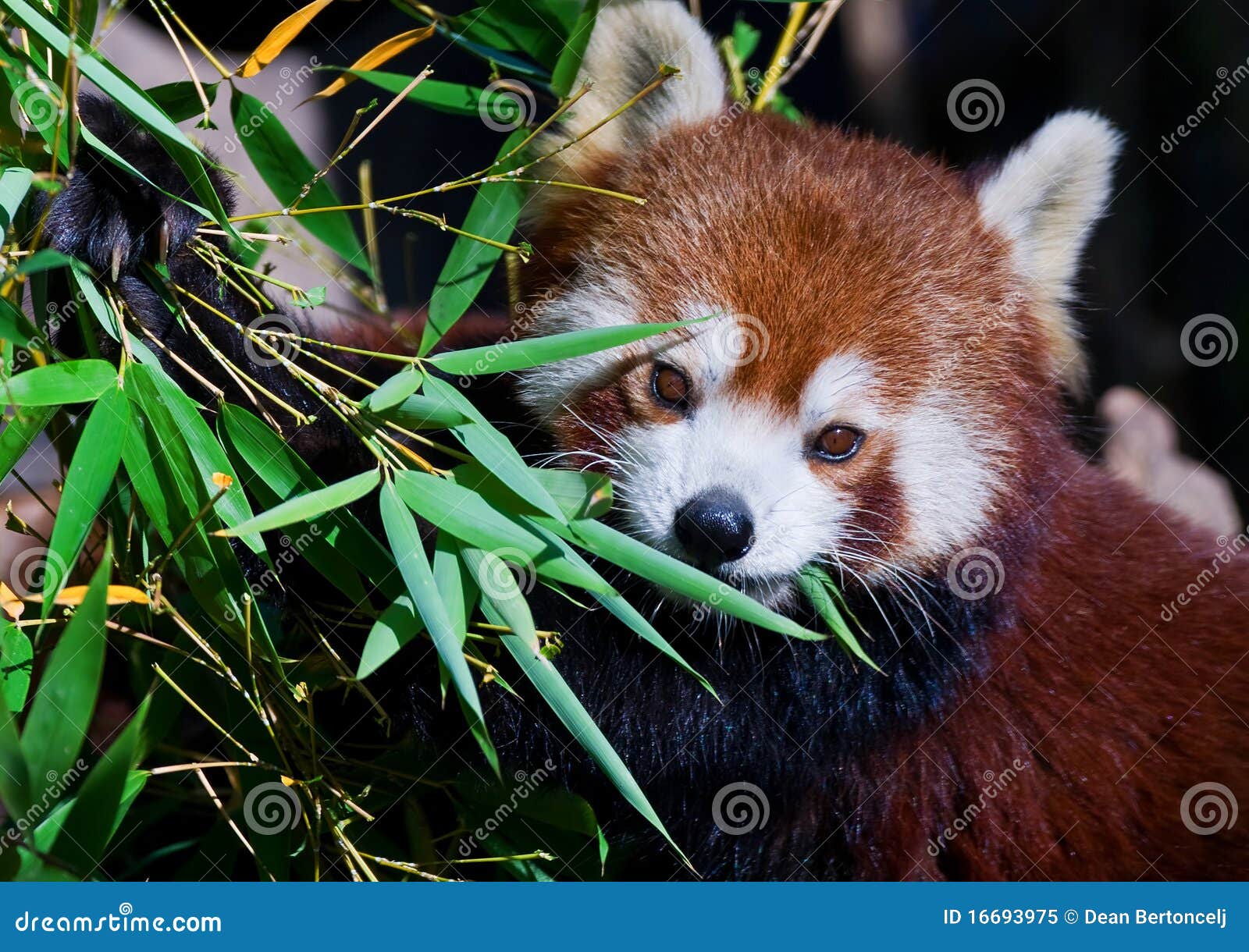 Schattige Baby Rode Panda's Muurovaal Red Panda | Dieren Ontwerp Op