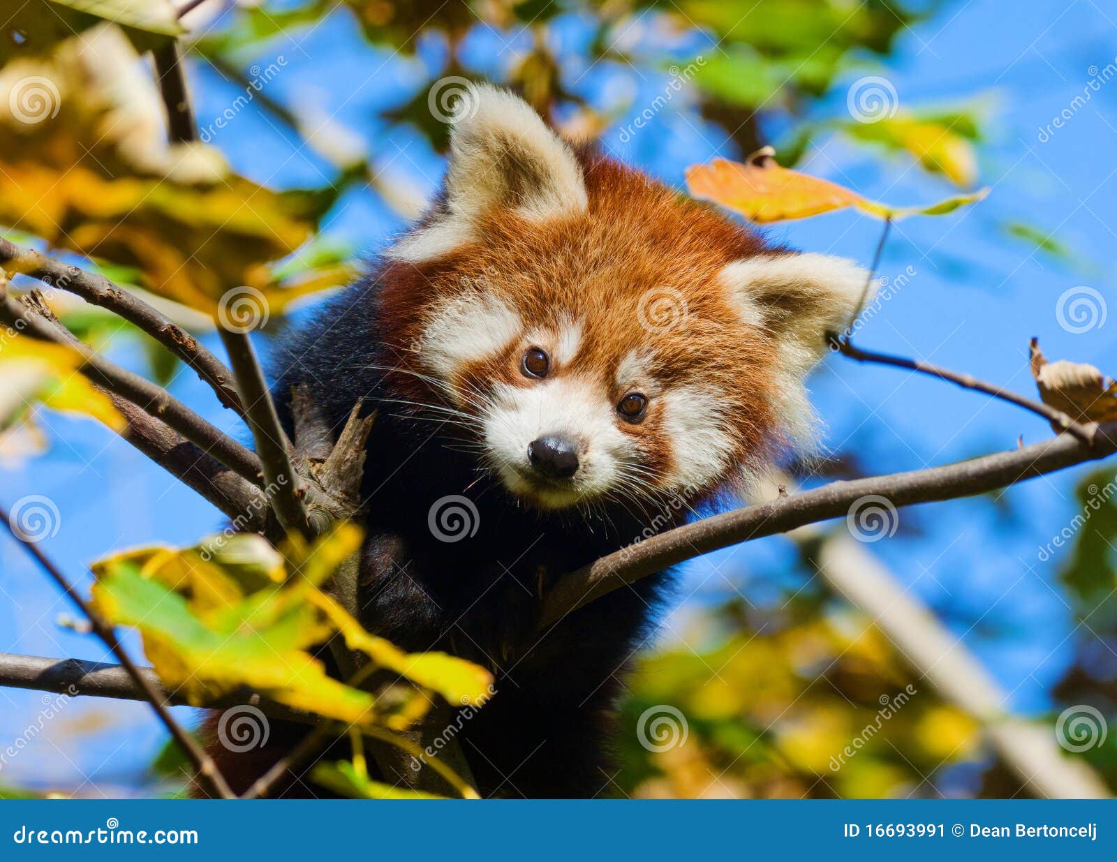 De rode panda van de baby stock afbeelding. Image of klein - 16693991