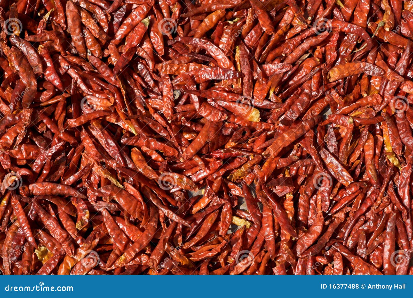 De Rode Peper Die Van De Spaanse Peper in De Zon Drogen Stock Foto ...