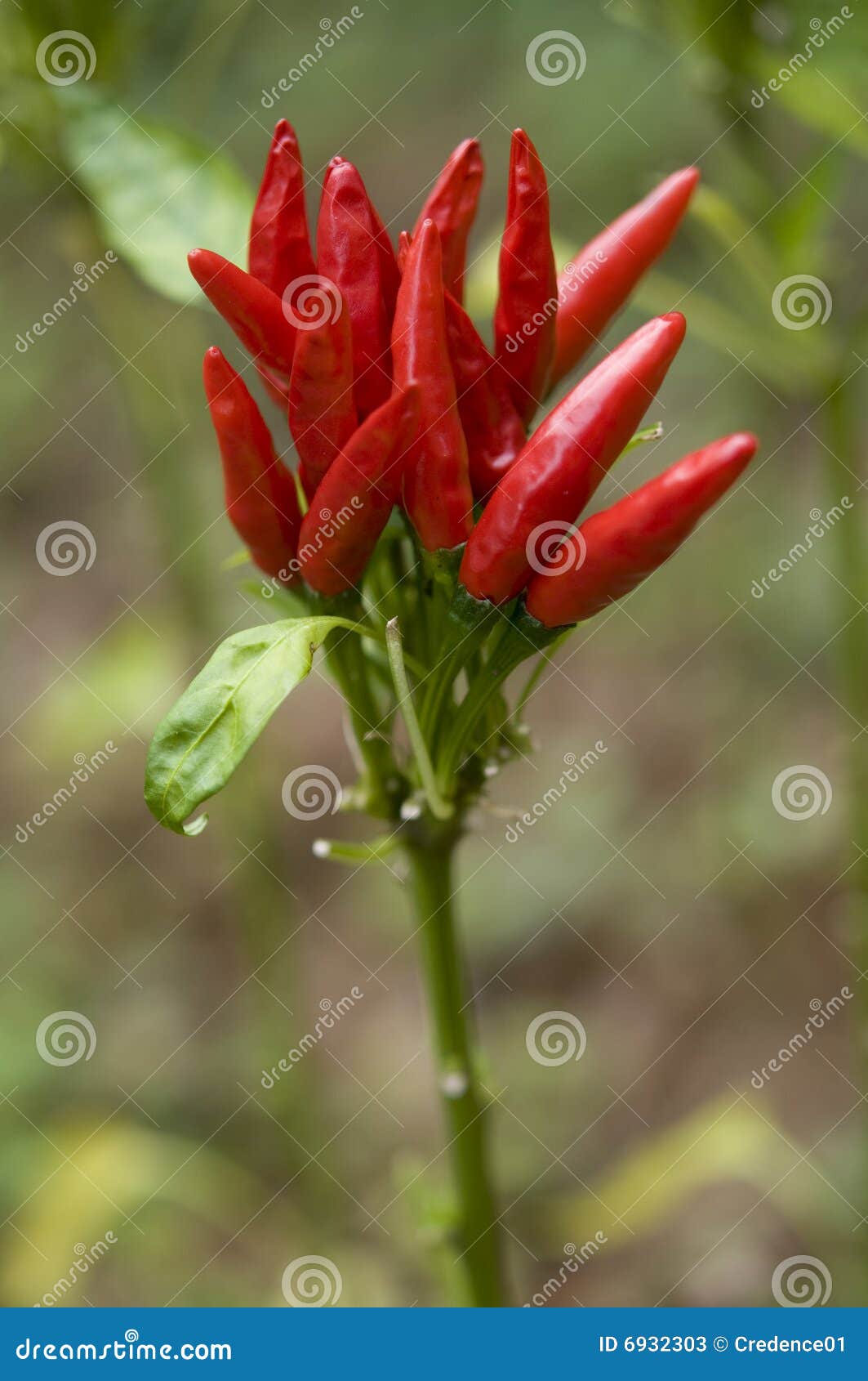 De Rode Peper Van De Spaanse Peper Op Installatie Stock Afbeelding ...