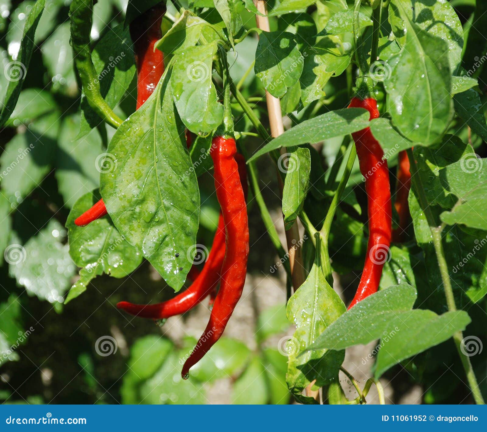 De Rode Peper Van Spaanse Pepers Op Installatie Stock Foto - Image of ...