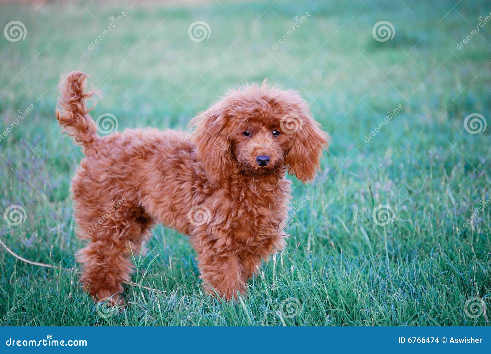 De Rode Poedel Van Het Stuk Speelgoed in Openlucht Stock Foto - Image ...