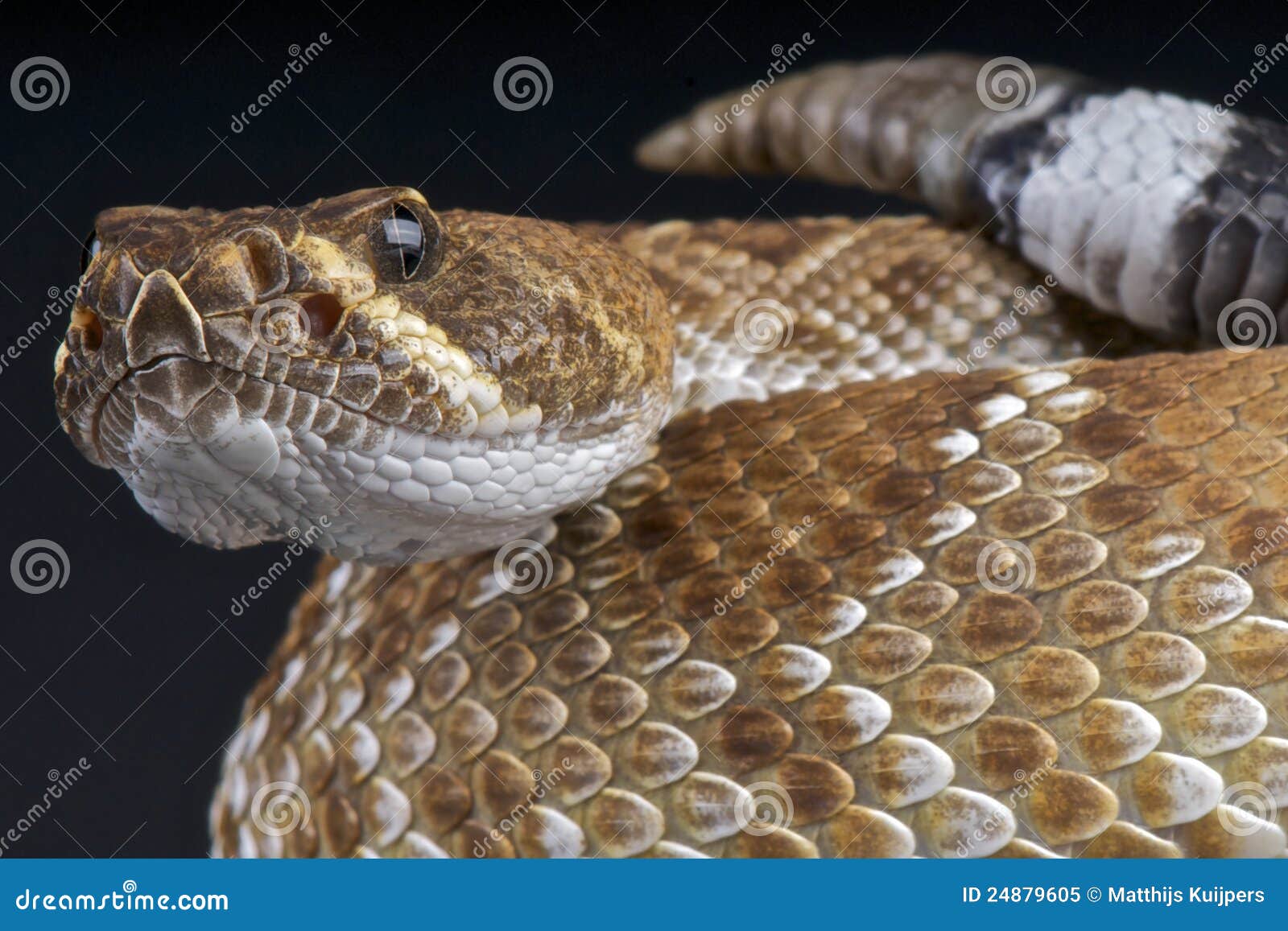 De Rode Ratelslang Van De Diamant Stock Afbeelding - Image of reptielen ...