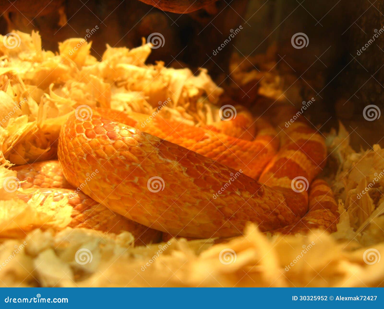 De Rode Slang in Een Terrarium Stock Foto - Image of dommerik ...