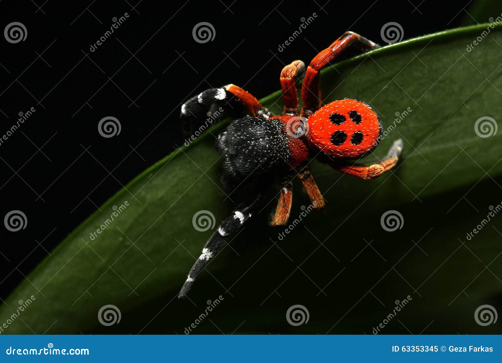 De Rode Spin Van De Damevogel Stock Afbeelding - Image of jager ...