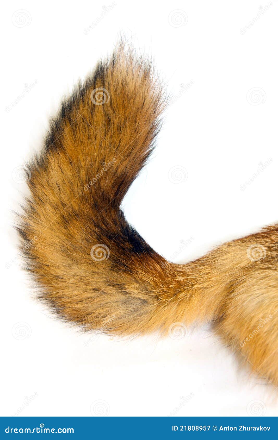 De rode staart van de Vos stock afbeelding. Image of aandachtig - 21808957
