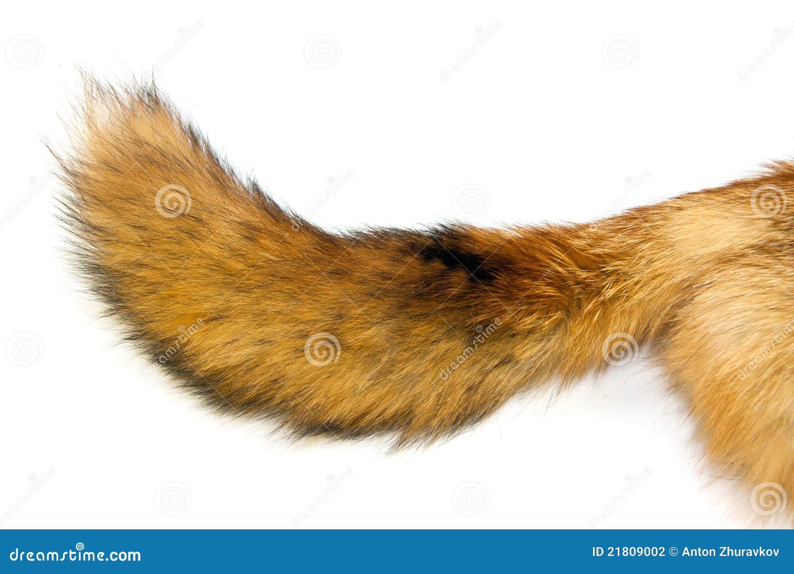 De rode staart van de Vos stock foto. Image of lengte - 21809002