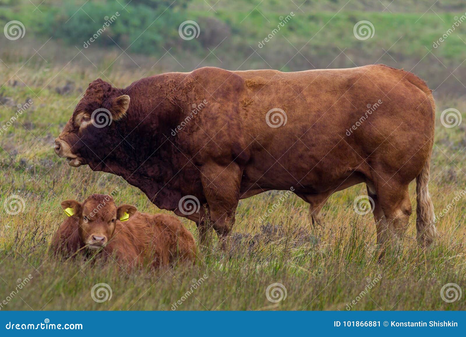 De Rode Stier Van Angus in De Herfstweide, Schotland, Skye-eiland Stock ...