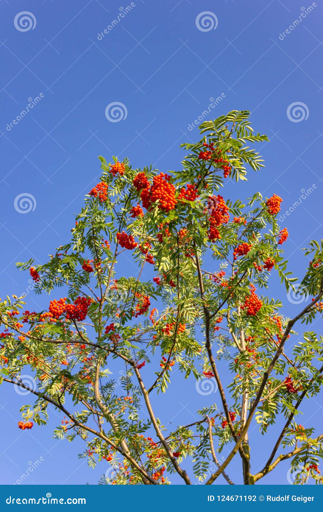 De Rode Tak Van De Bessenboom Op Blauwe Hemel Stock Foto - Image of ...