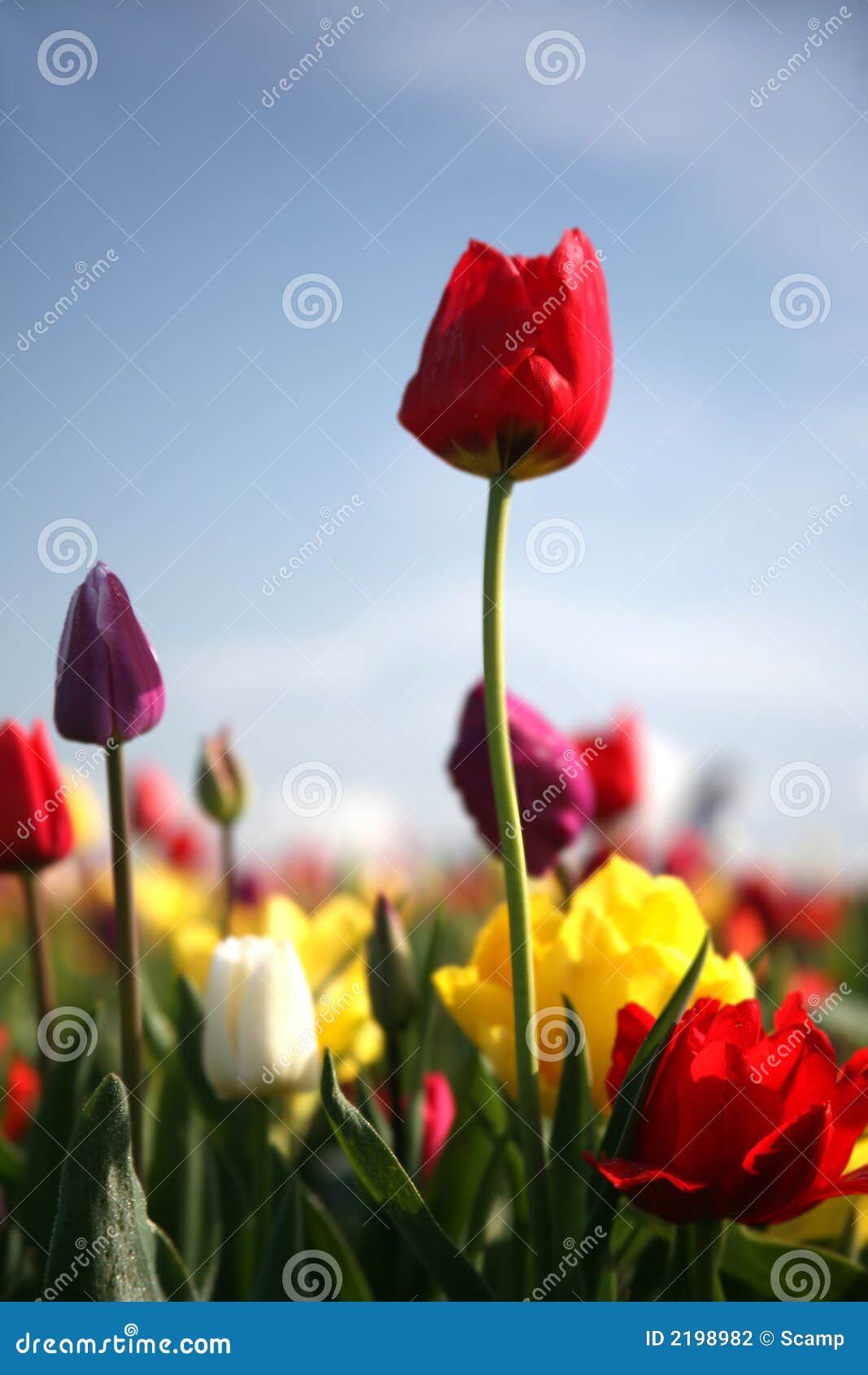 De rode Tulp stock foto. Image of kleurrijk, ochtend, lente - 2198982