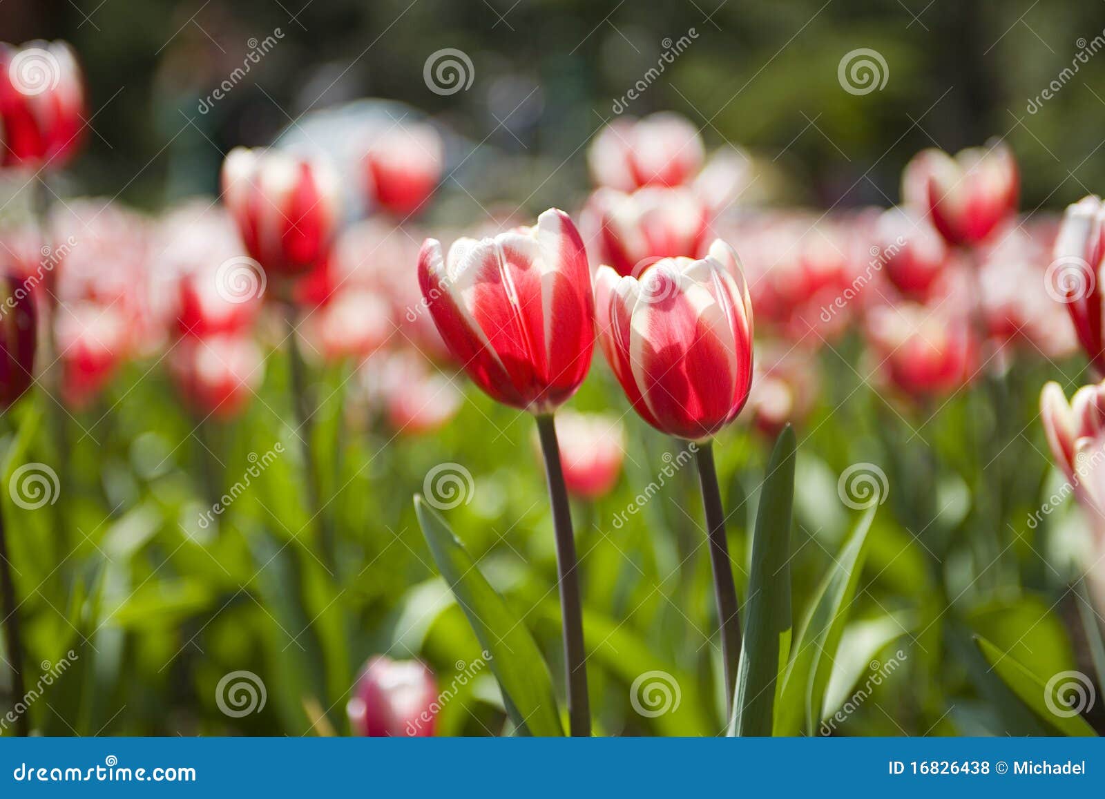 De rode Tulp van het Paar stock foto. Image of taiwan - 16826438