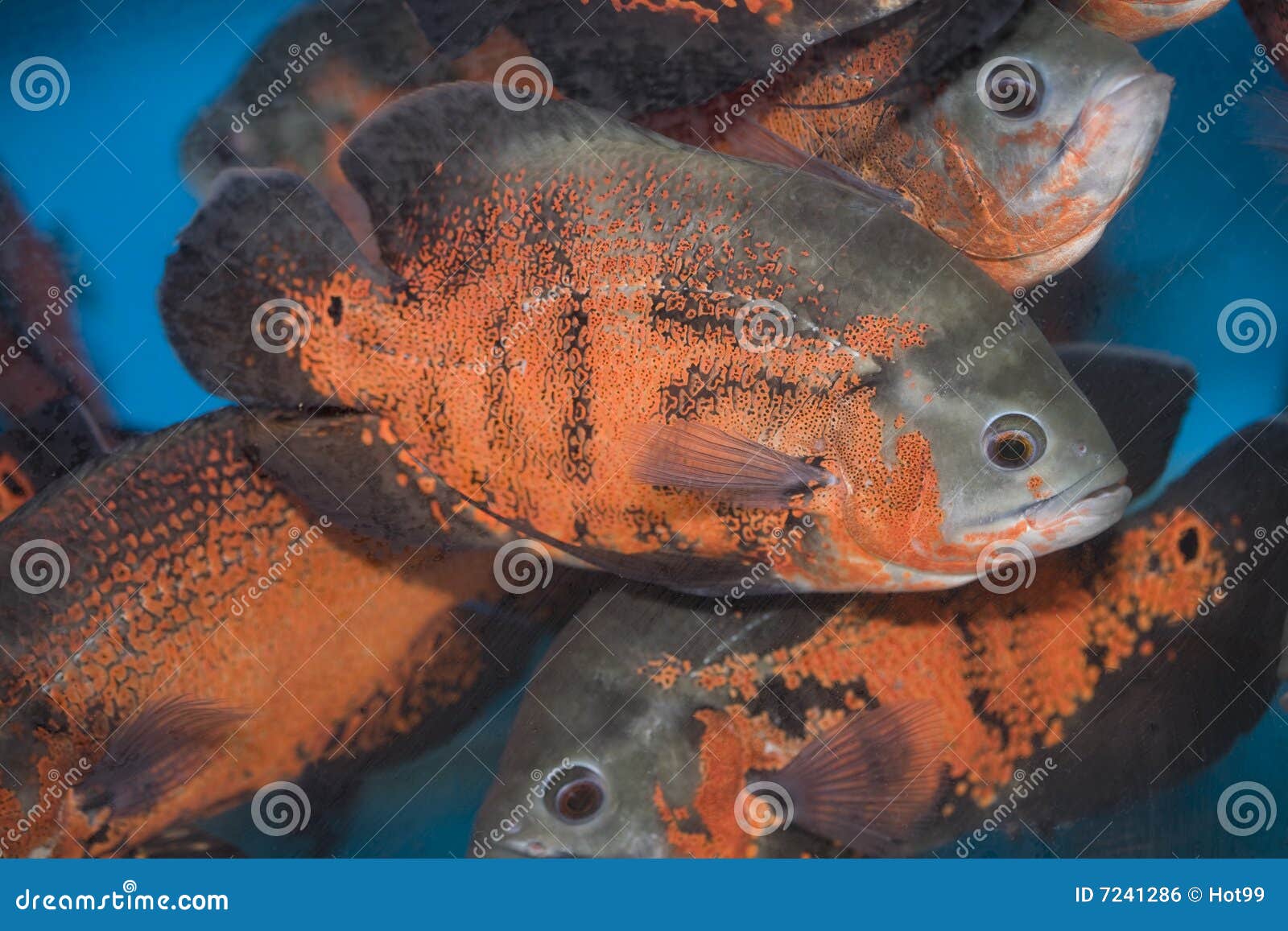 De rode vissen van Oscar stock foto. Image of papegaai - 7241286