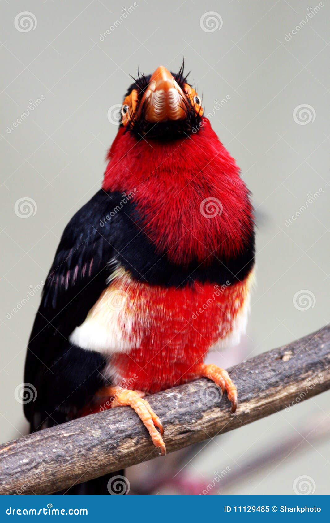 De rode Vogel stock afbeelding. Image of behouden, maleisië - 11129485