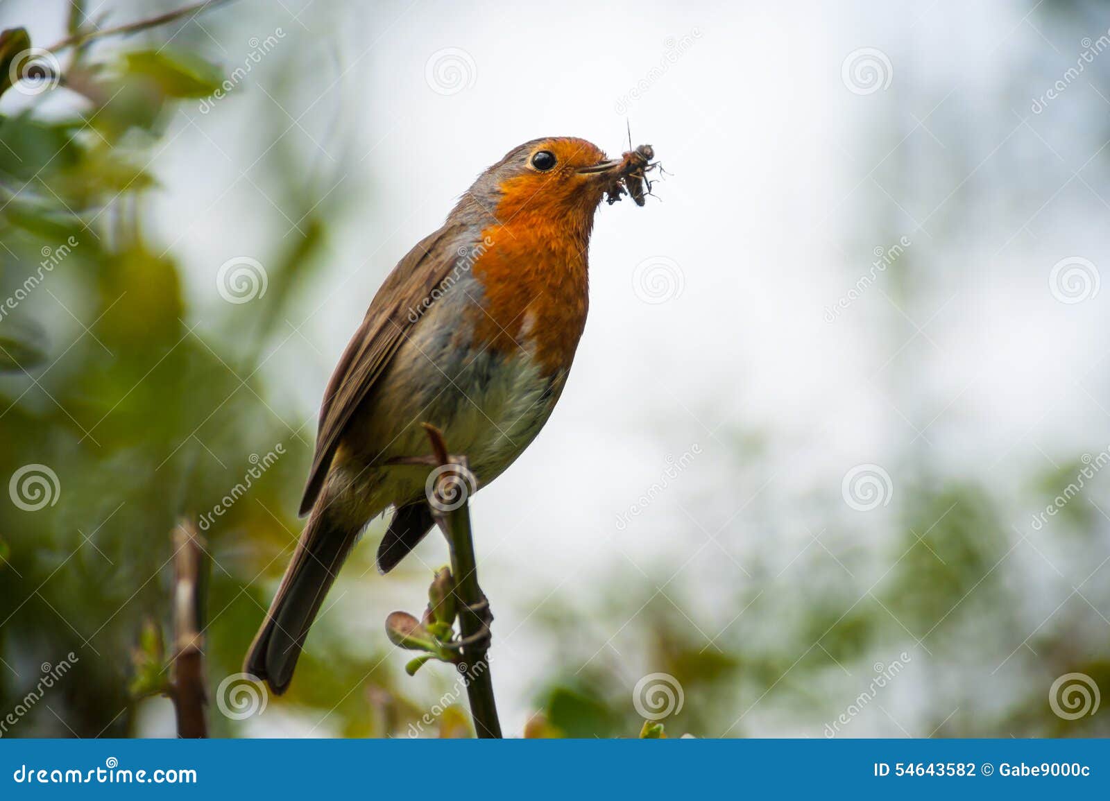 De Rode Vogel Die Van Robin Een Insect Eten Stock Foto - Image of klein ...