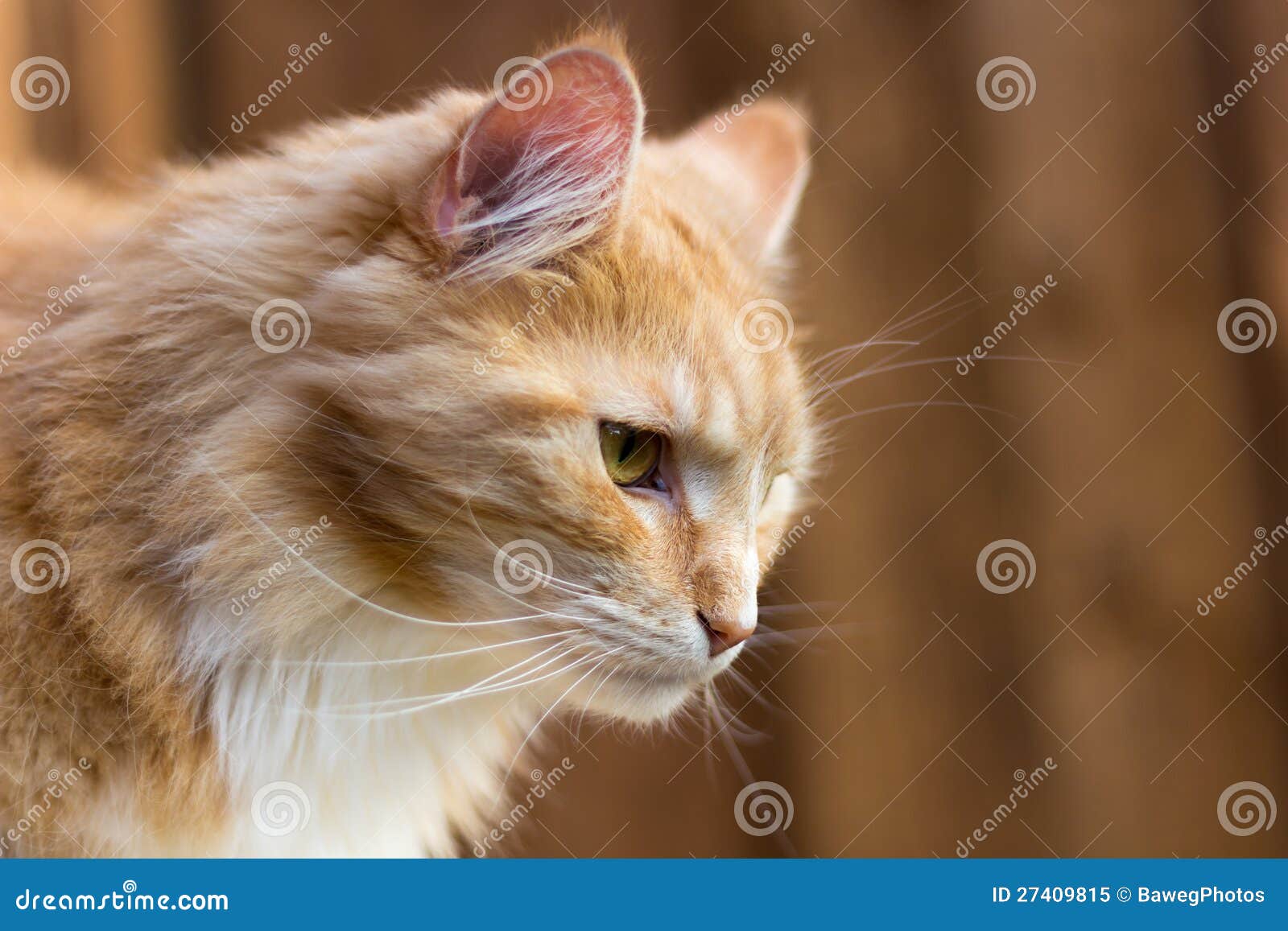 De Rode Wasbeer Van Maine in Profiel Stock Afbeelding - Image of ...