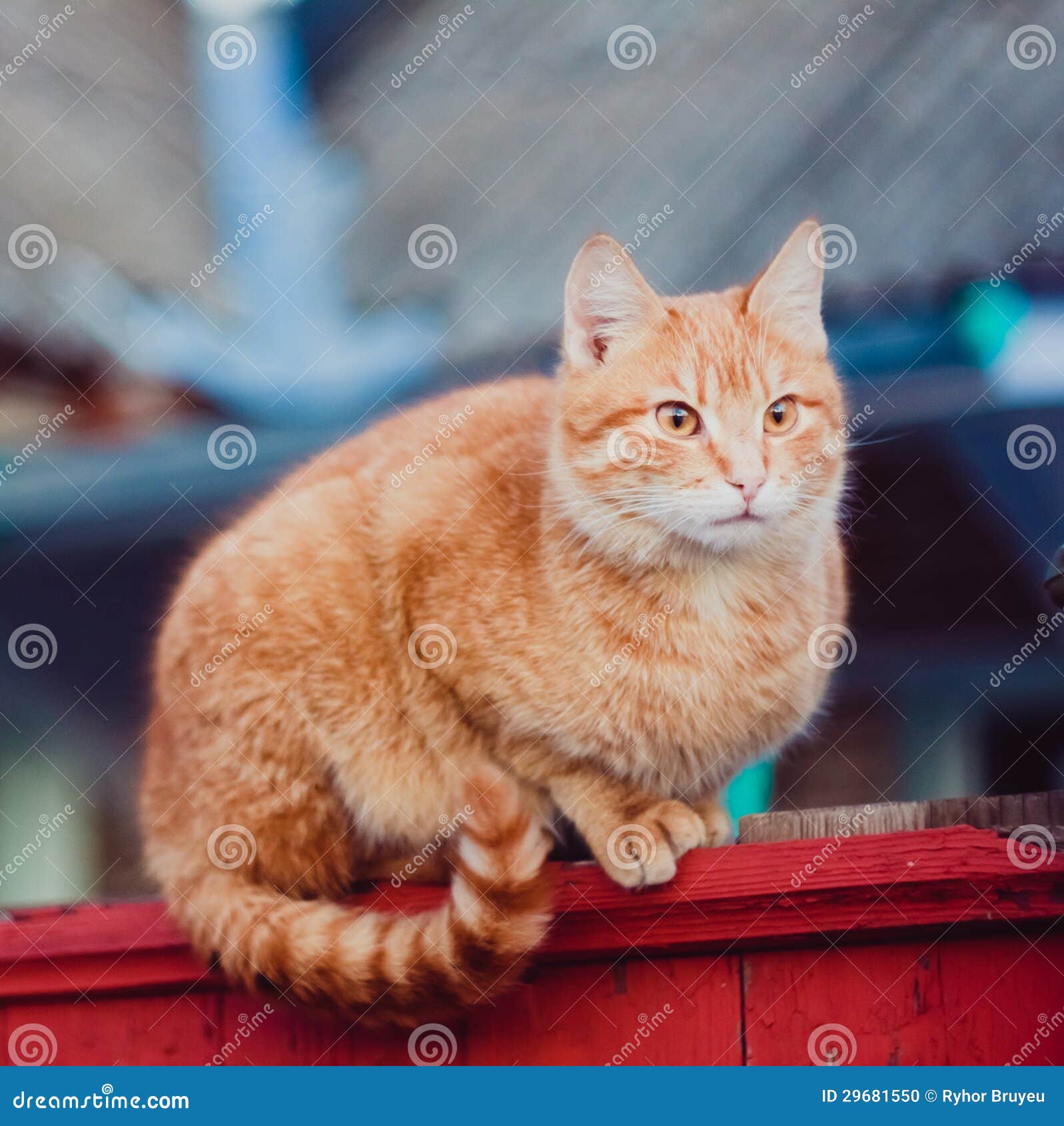 De Rode Zitting Van De Kat Op De Omheining Stock Foto - Image of ...