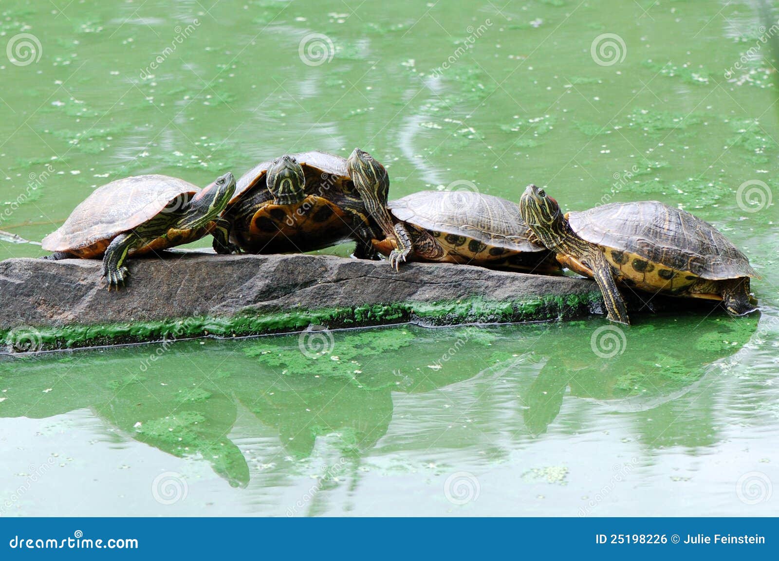 De Rood-eared Schildpadden Van De Schuif Stock Foto - Image of amfibie ...
