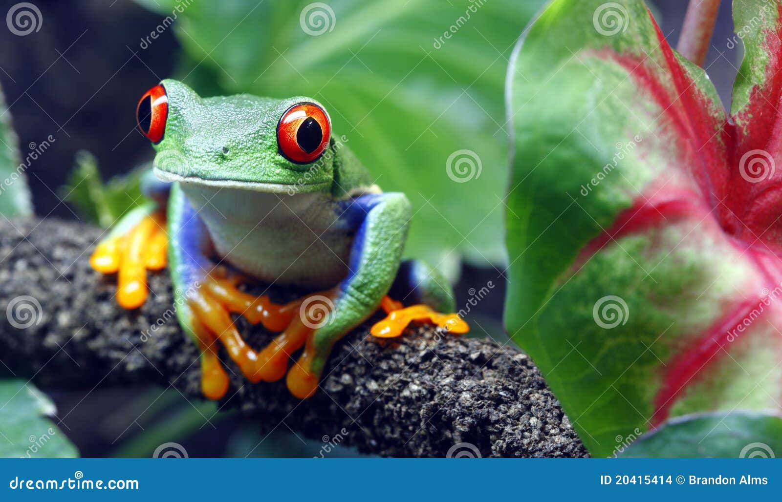De Rood-Eyed Kikker Van De Boom Stock Foto - Image of niemand ...