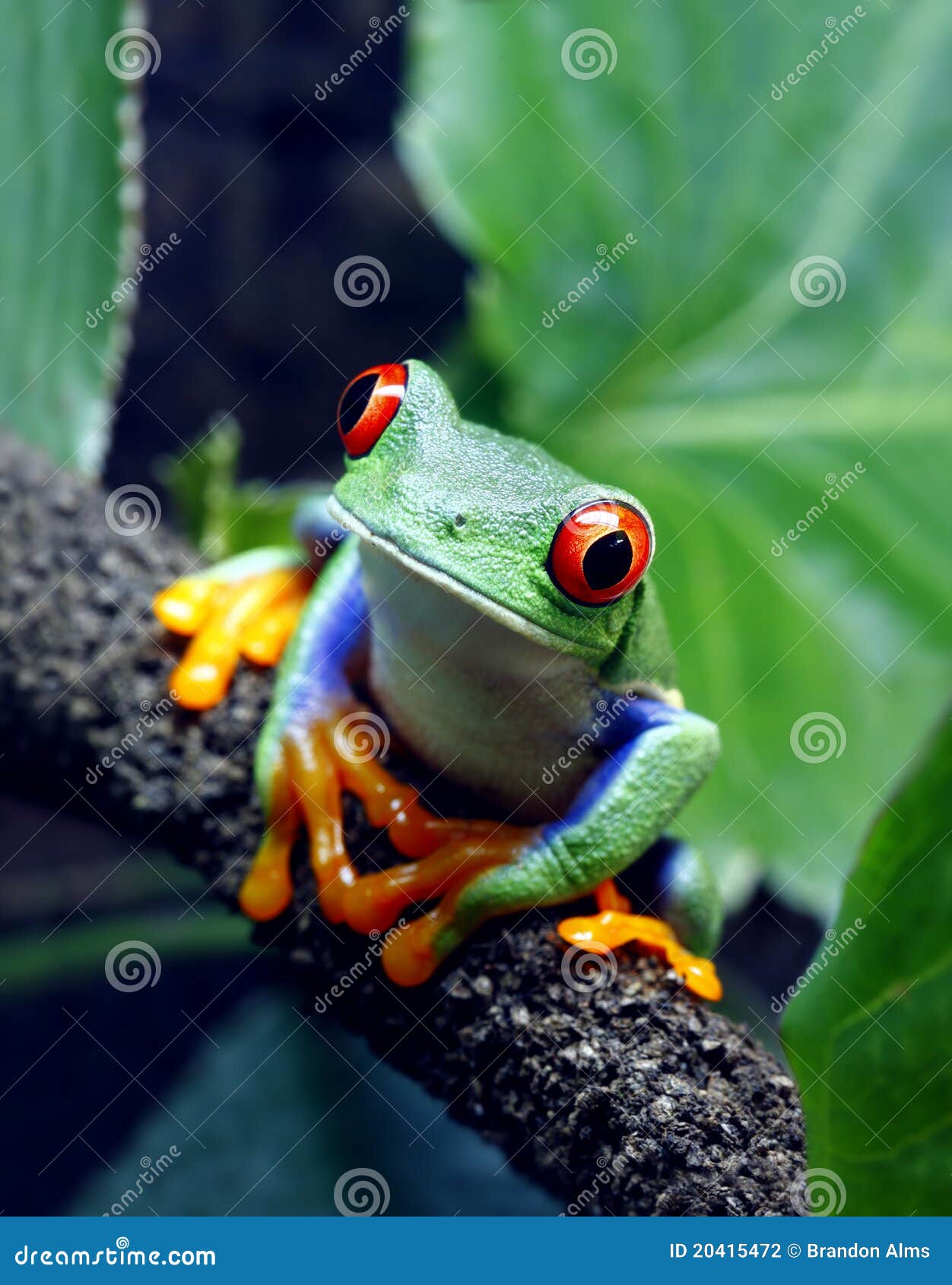 De Rood-Eyed Kikker Van De Boom Stock Foto - Image of gegevens, zuiden ...