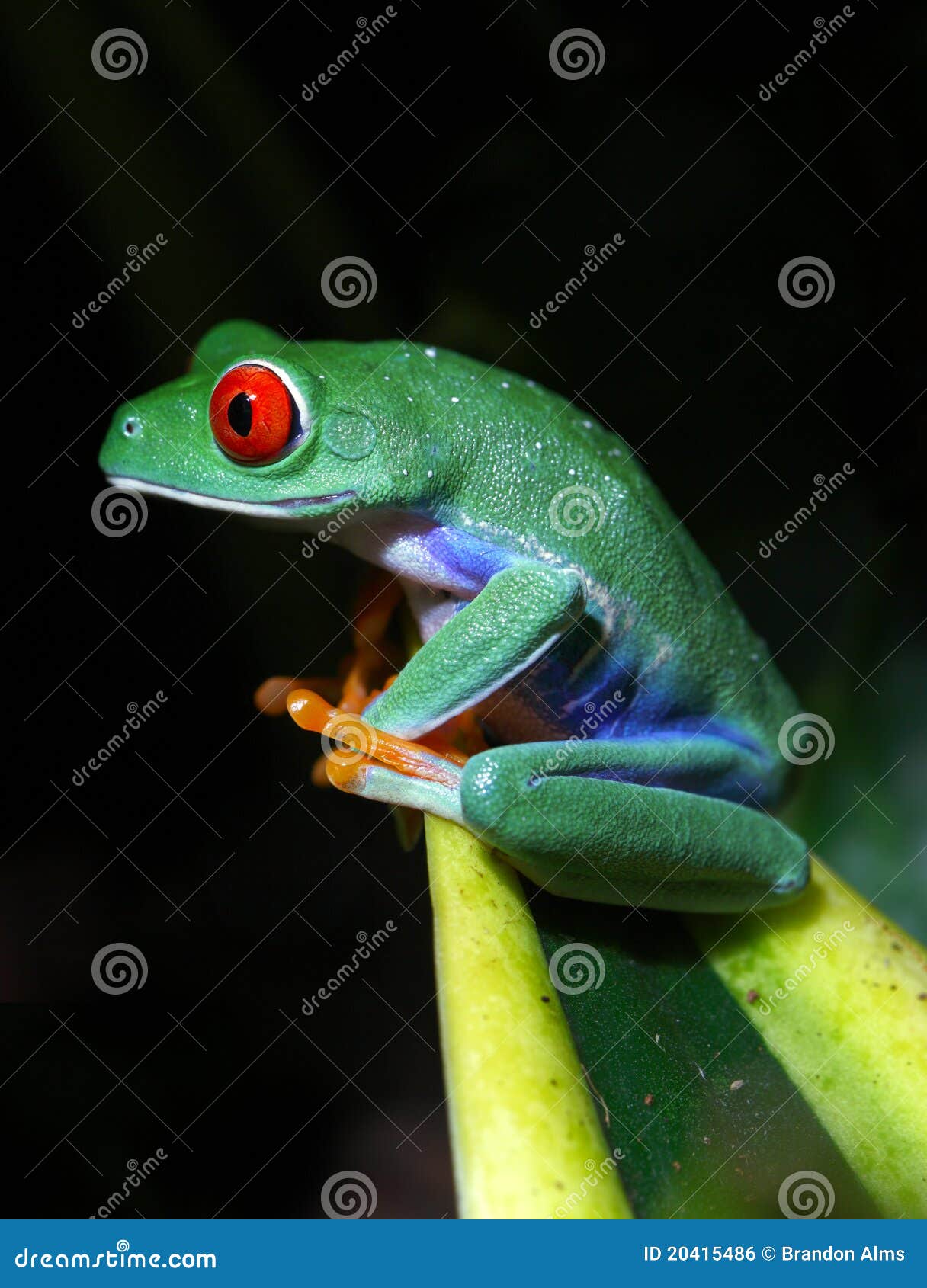 De Rood-Eyed Kikker Van De Boom Stock Foto - Image of blad, mooi: 20415486