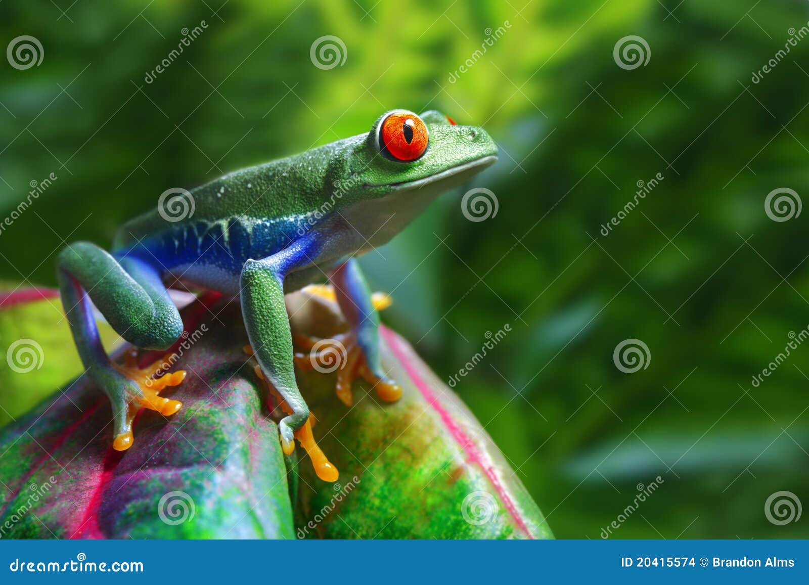 De Rood-Eyed Kikker Van De Boom Stock Foto - Image of wild, costa: 20415574