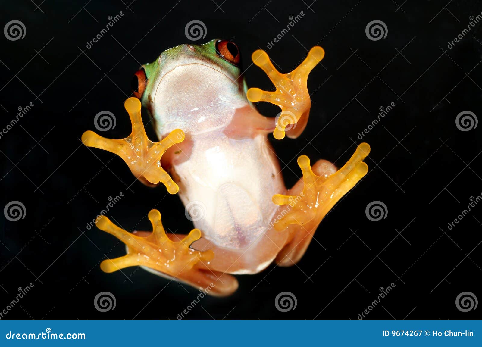 De Rood-eyed Kikker Van De Boom Stock Afbeelding - Image of dier, larve ...