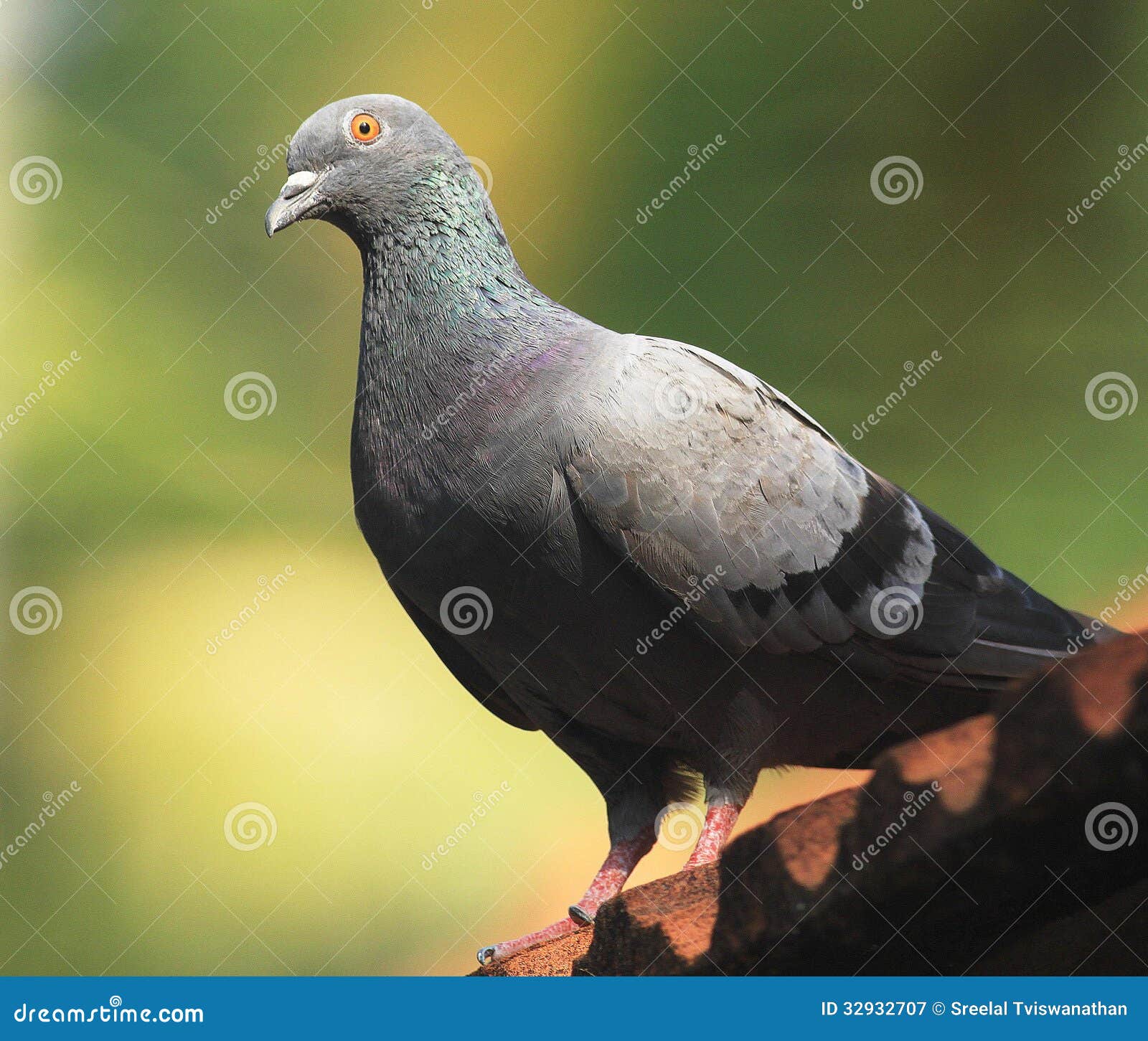 De rotsduif op Dak! stock afbeelding. Image of stemmingen - 32932707