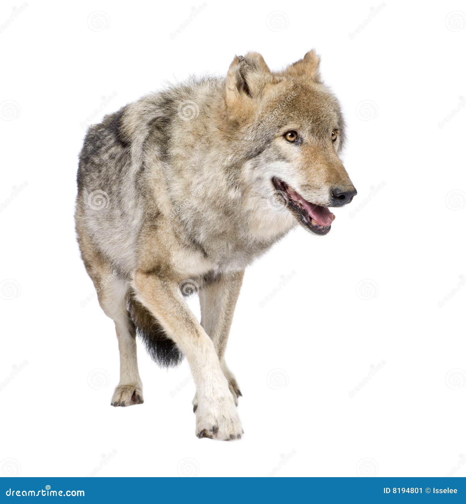 De roux van Loups europ?en stock afbeelding. Image of gewervelde - 8194801