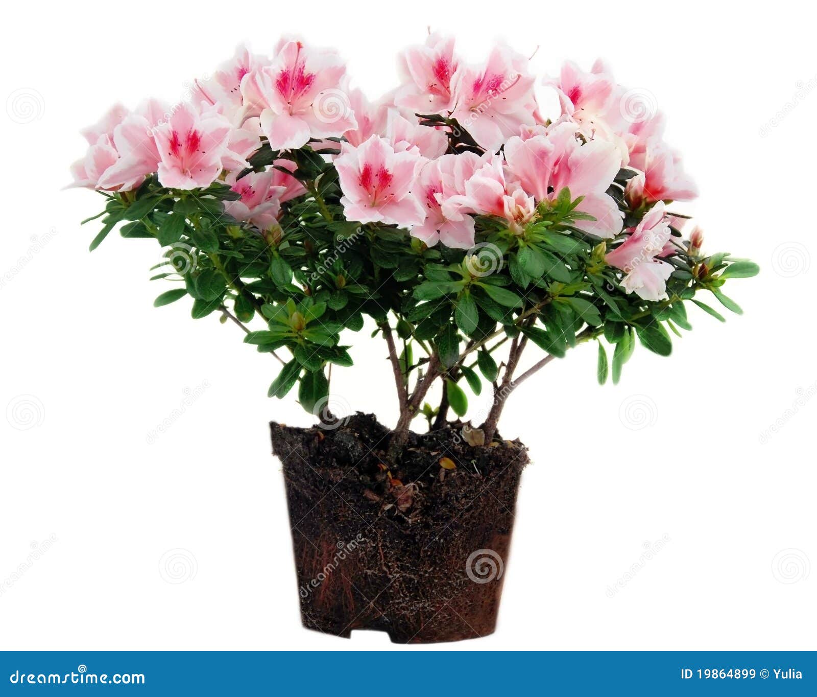 De Roze Azalea Bloeit Bloempot Stock Afbeelding - Image of boeket ...