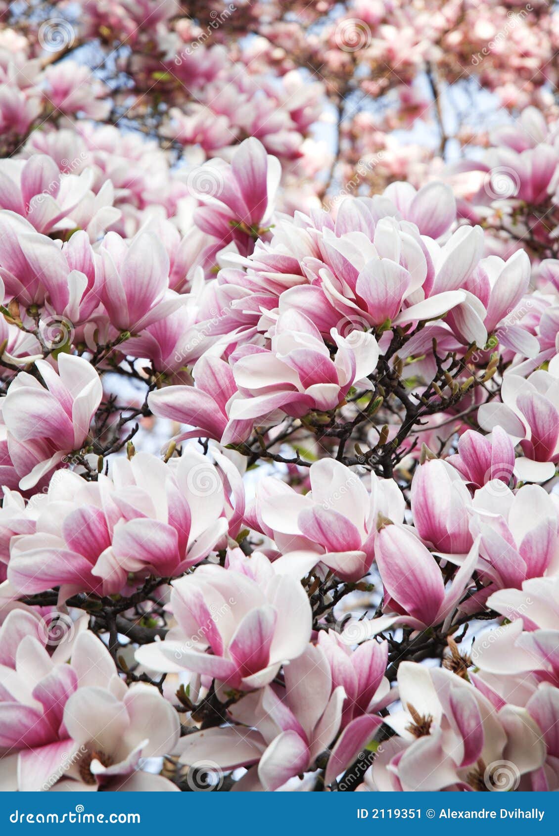 De Roze Bloemen Van De Magnolia Stock Afbeelding - Image of bloeien ...