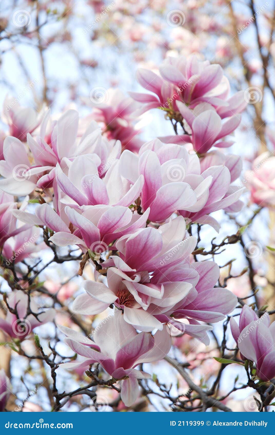 De Roze Bloemen Van De Magnolia Stock Afbeelding - Image of bloei ...