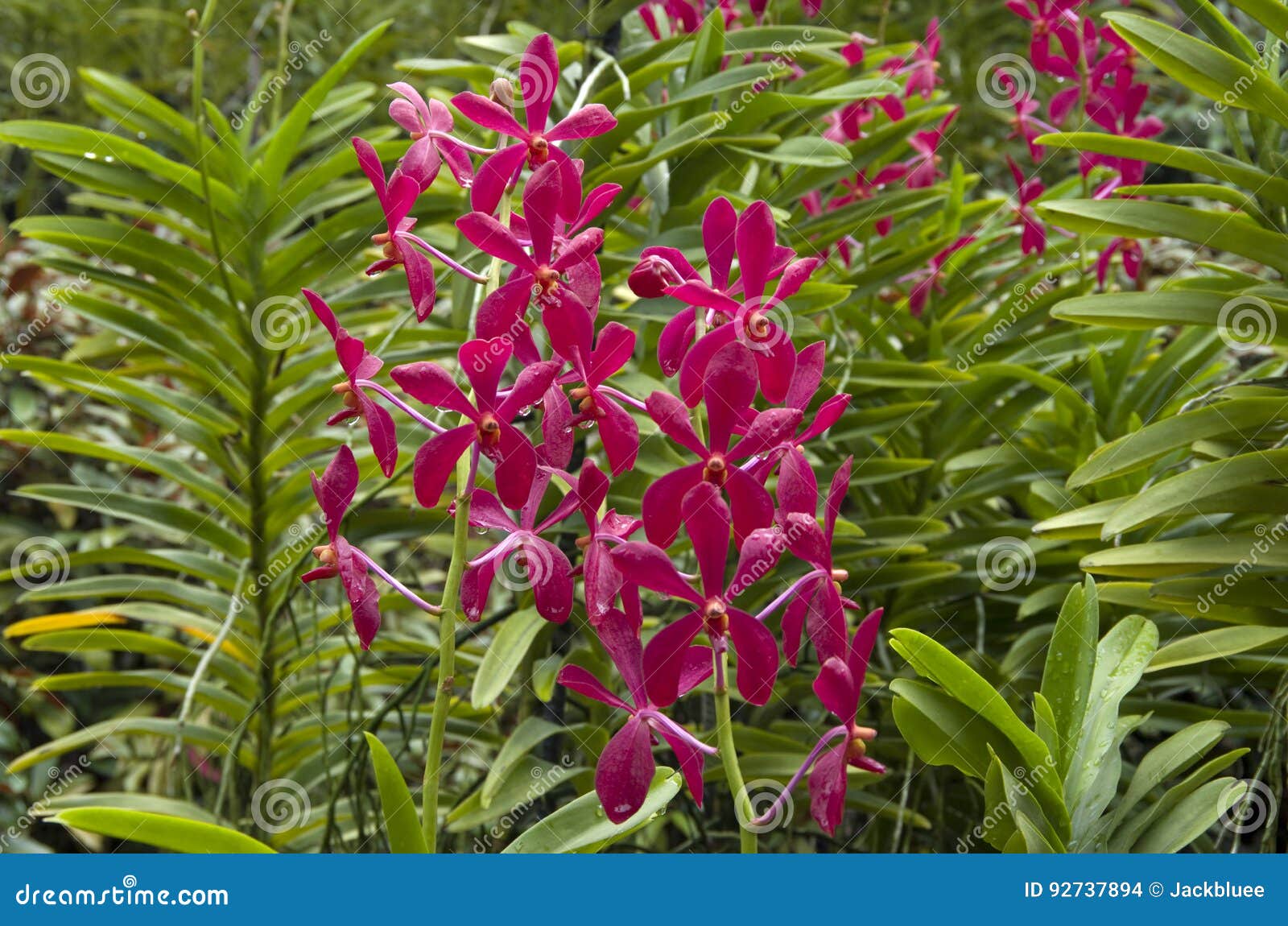 De Roze Bloemen Van De Orchidee Stock Foto - Image of tuin, bloemen ...
