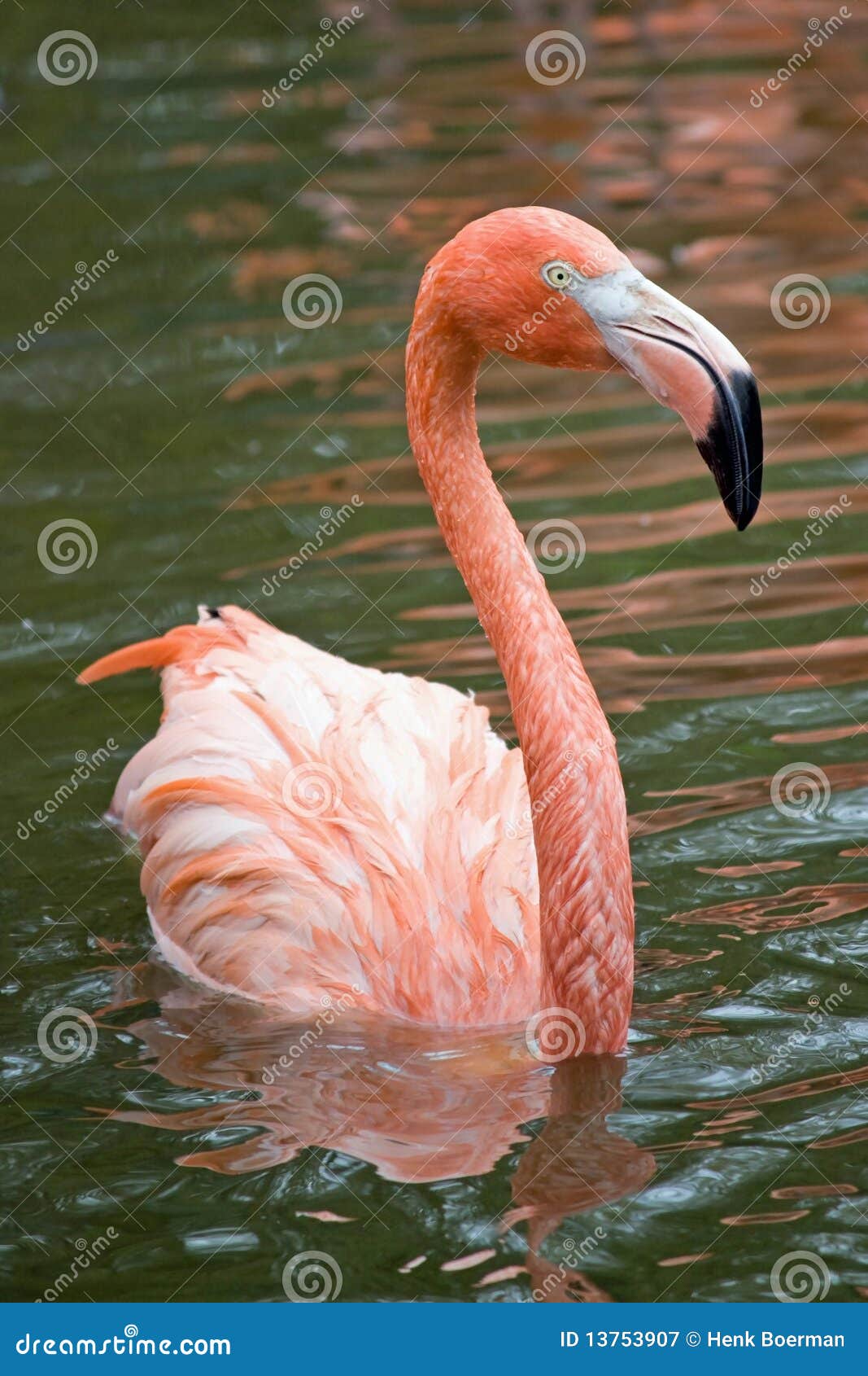 De Roze Flamingo Van De Close-up Stock Afbeelding - Image of bezinning ...