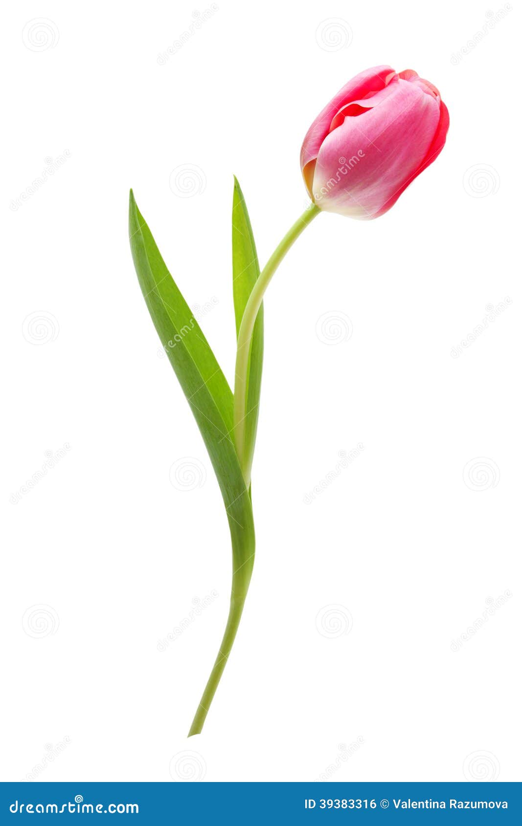 De Roze Tulp Van De De Lentebloem Stock Foto - Image of installatie ...