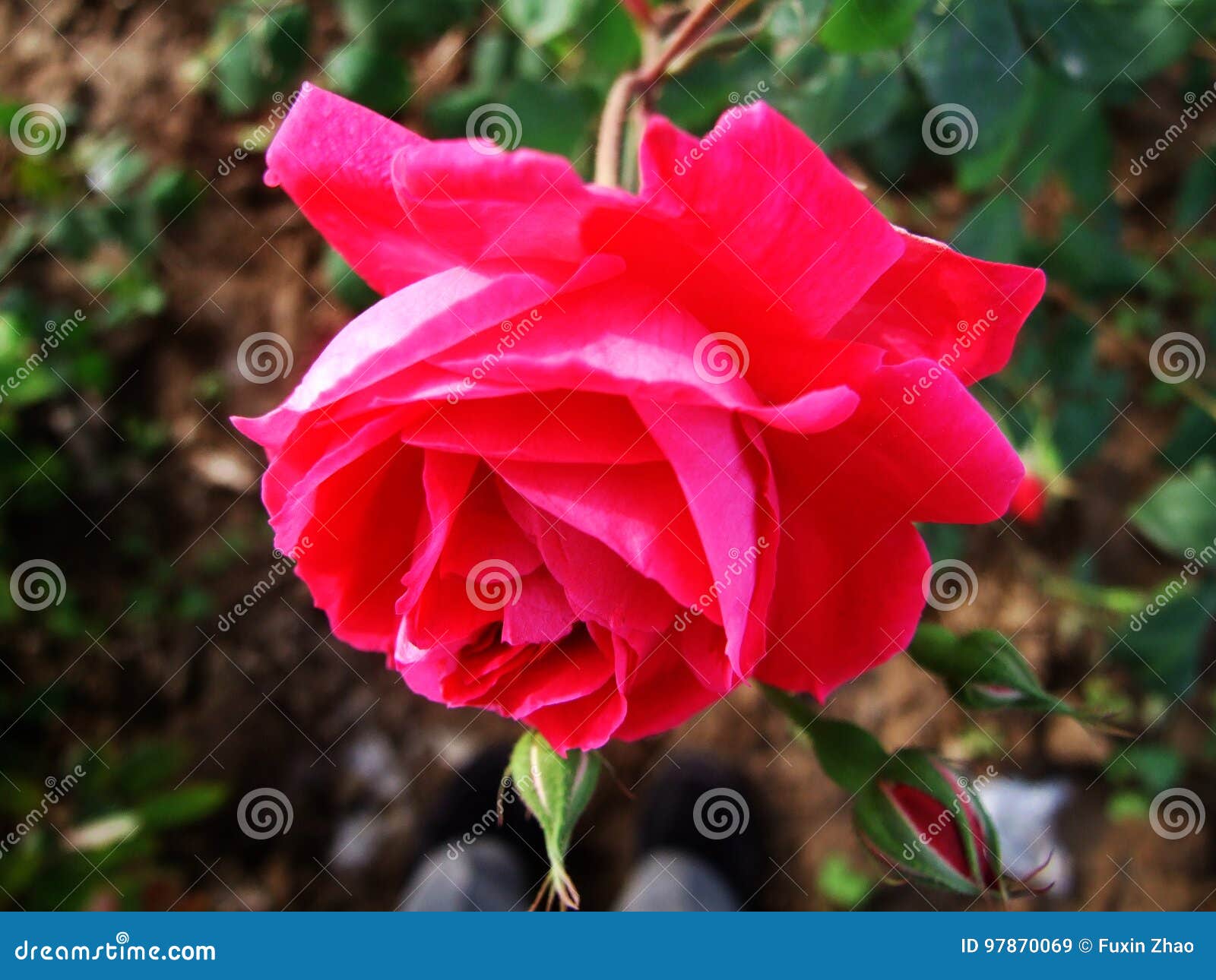 De Rozen, De Rozen, Rode Rozen, Rode a Namen, Bloem Toe Stock ...