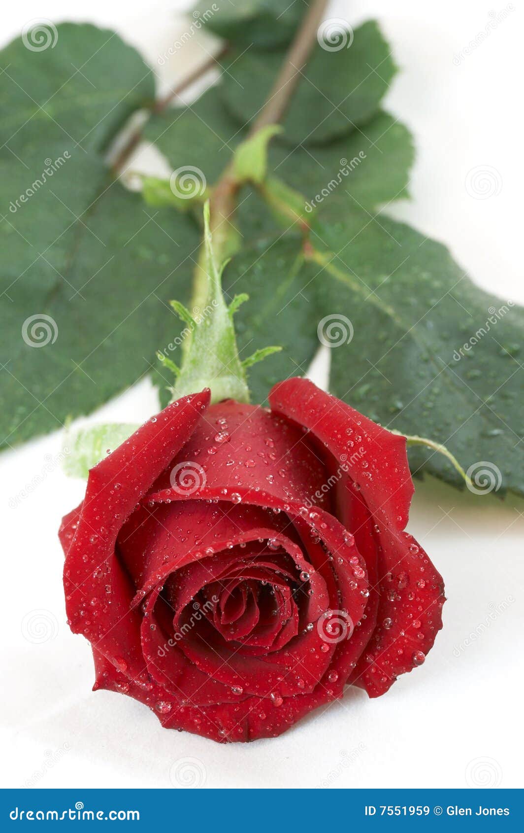 De rozen zijn rood stock afbeelding. Image of zacht, sensueel - 7551959